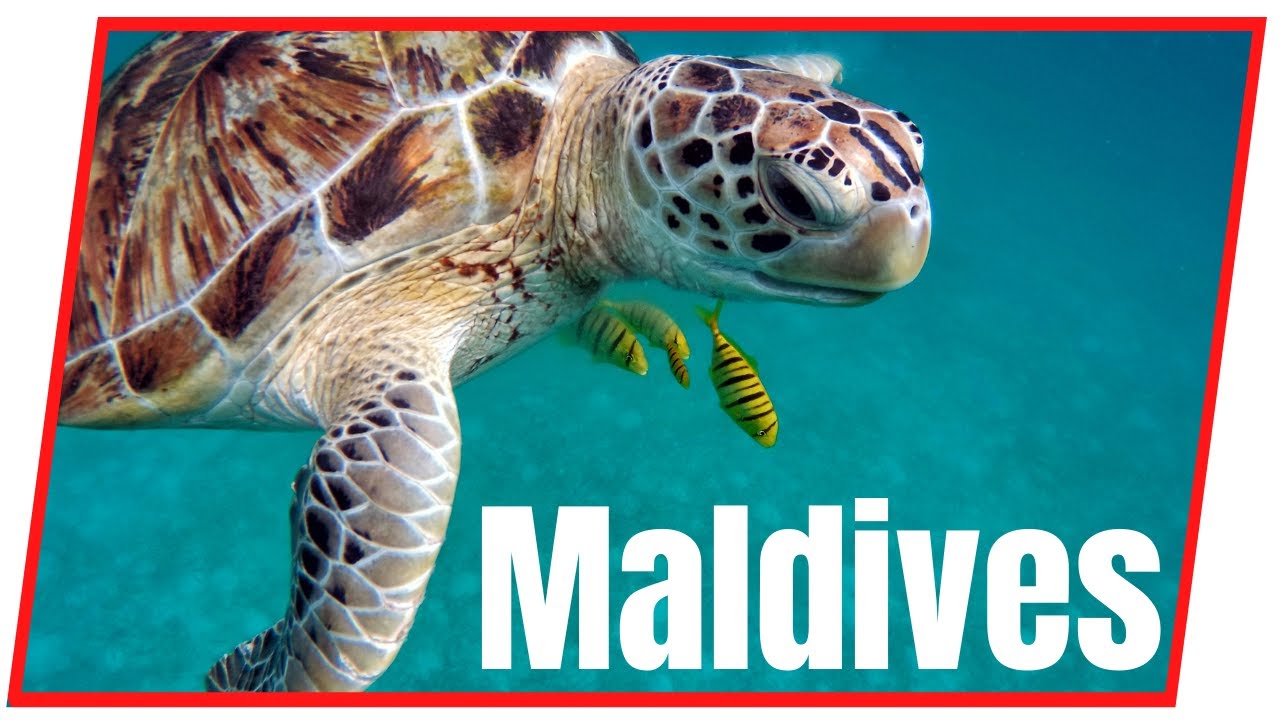Maldives TV Background,Maldives Landscapes,Maldives Screensaver ...