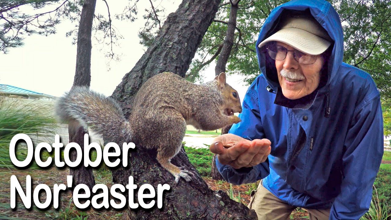 "Squirrel Whisperer" DVD - October Nor'easter - YouTube