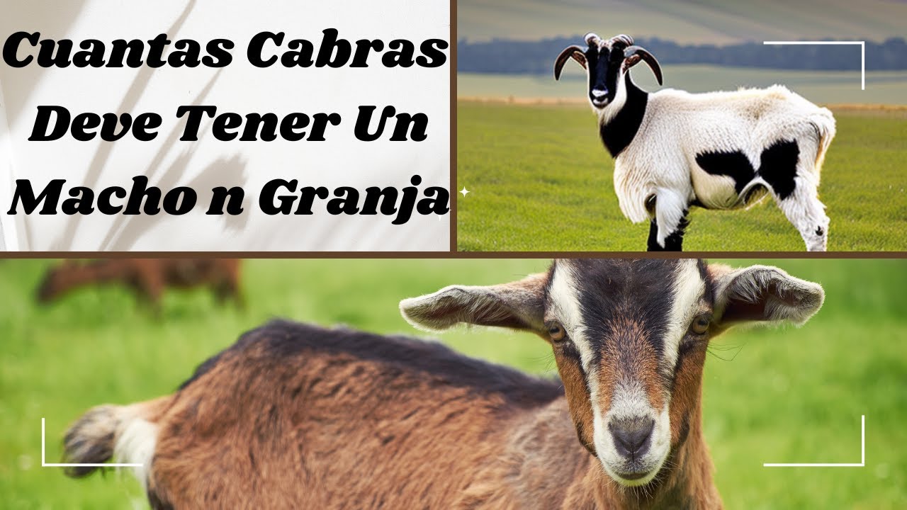 🚨Cuantas Cabras Debe Tener Un Macho Para Reproducirse 2023🚨 - YouTube