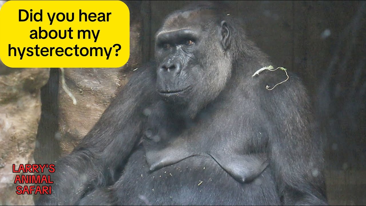 Gorilla Hysterectomy - Fredrika -Cleveland Zoo | Incredible Surgery for ...