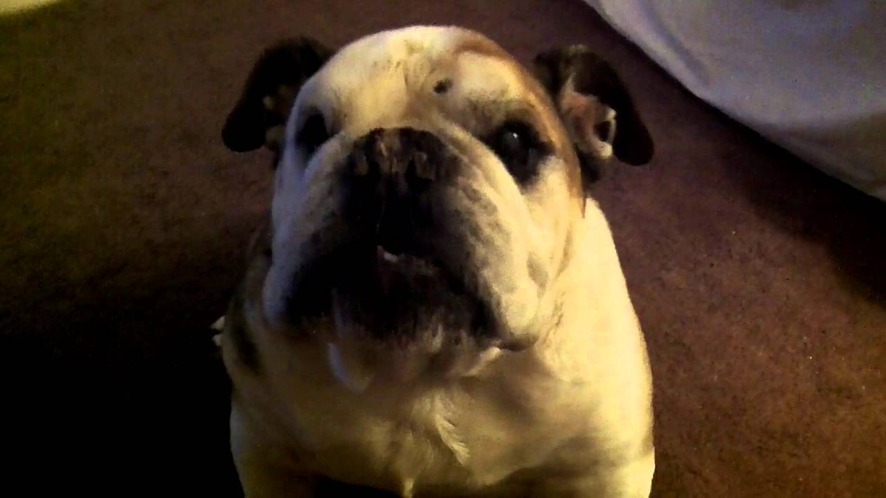 TALKING BULLDOG - YouTube