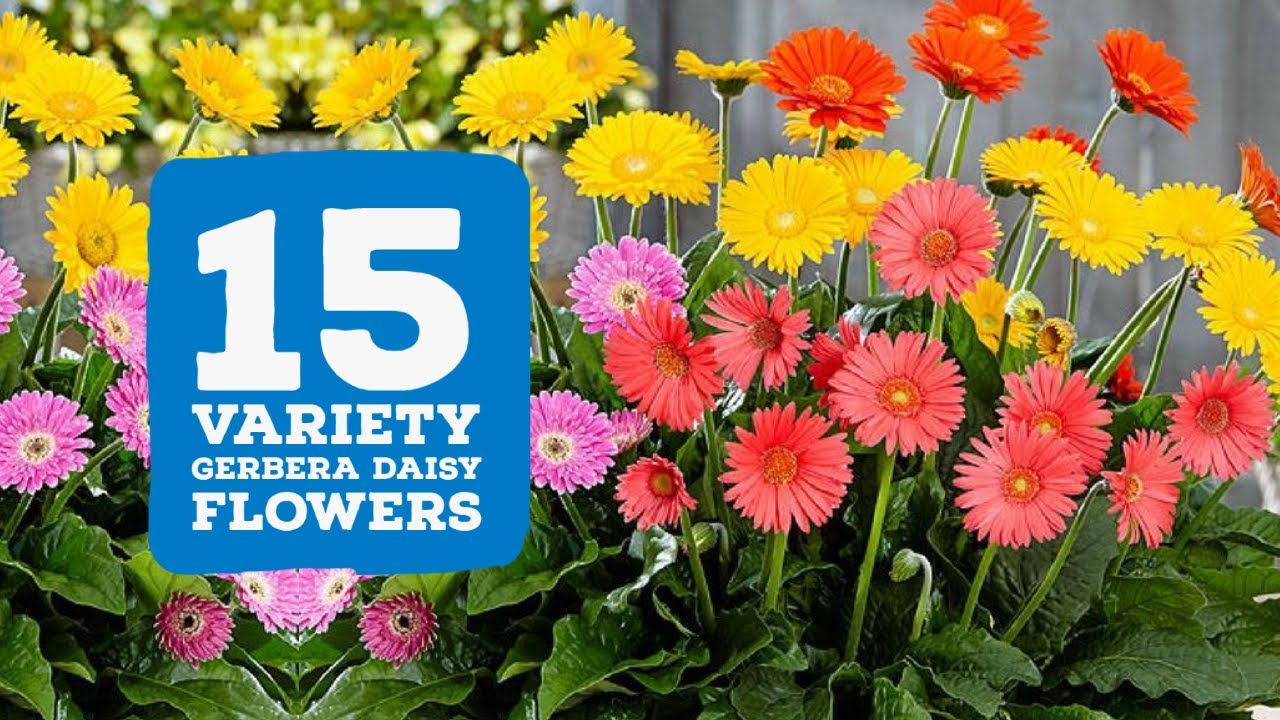 𝟏𝟓 𝐝𝐢𝐟𝐟𝐞𝐫𝐞𝐧𝐭 𝐆𝐞𝐫𝐛𝐞𝐫𝐚 𝐃𝐚𝐢𝐬𝐲 𝐅𝐥𝐨𝐰𝐞𝐫𝐬 𝐚𝐧𝐝 𝐏𝐥𝐚𝐧𝐭 | Types of Gerbera Daisy ...