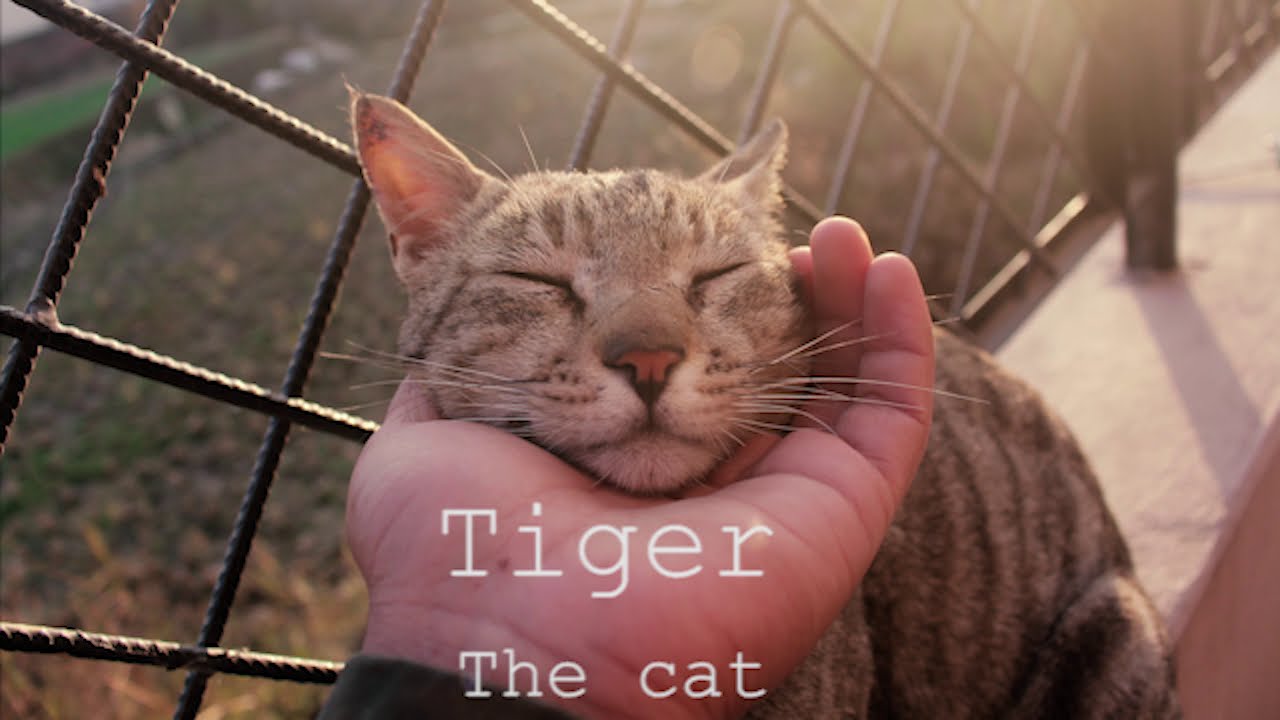 Tiger-The Tabby cat|Story of street cat|Cat Film - YouTube