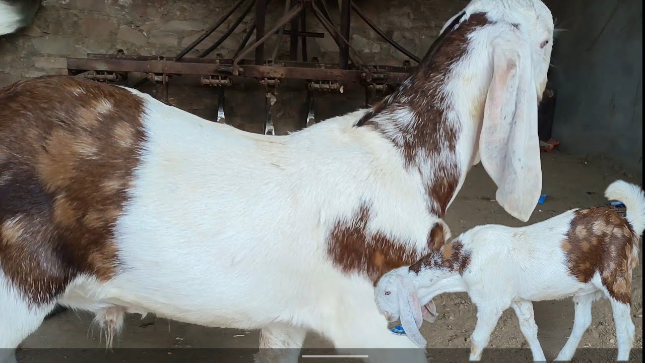 Gujri male goat / supar qavality gujri Goat / unique colour - YouTube