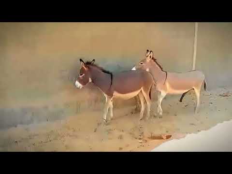 donkey mating #feedshorts#donkey#animals#mating#shortsfeed#shorts