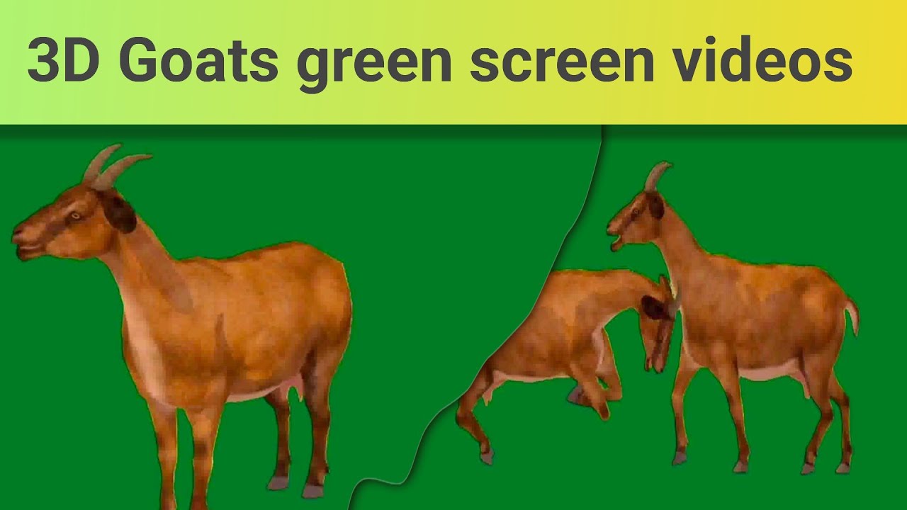 3D Goat। Green screen goat। green screen goat animation। Goats fitting# ...