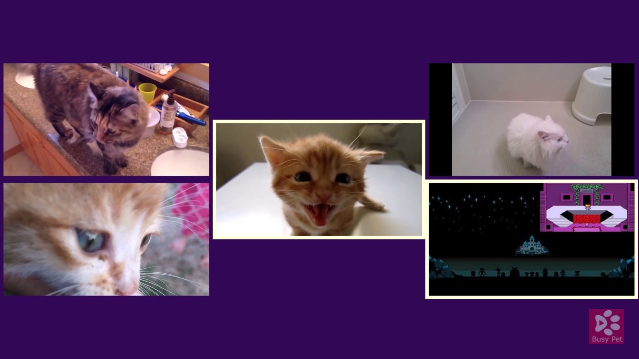 Cats Meowing UNDERTALE OST - UWA!! SO TEMPERATE Game Song (Acapella ...