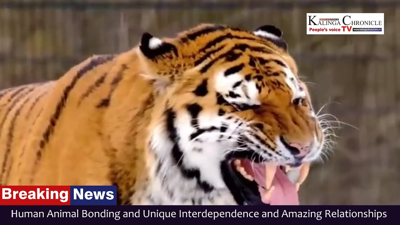 Human Animal Bonding and Unique Interdependence and Amazing ...