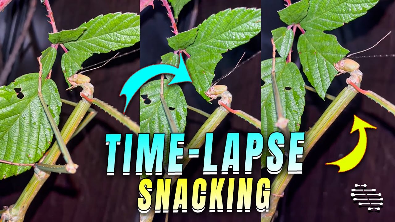 Time-Lapse Video of Stick Insect Snacking - YouTube