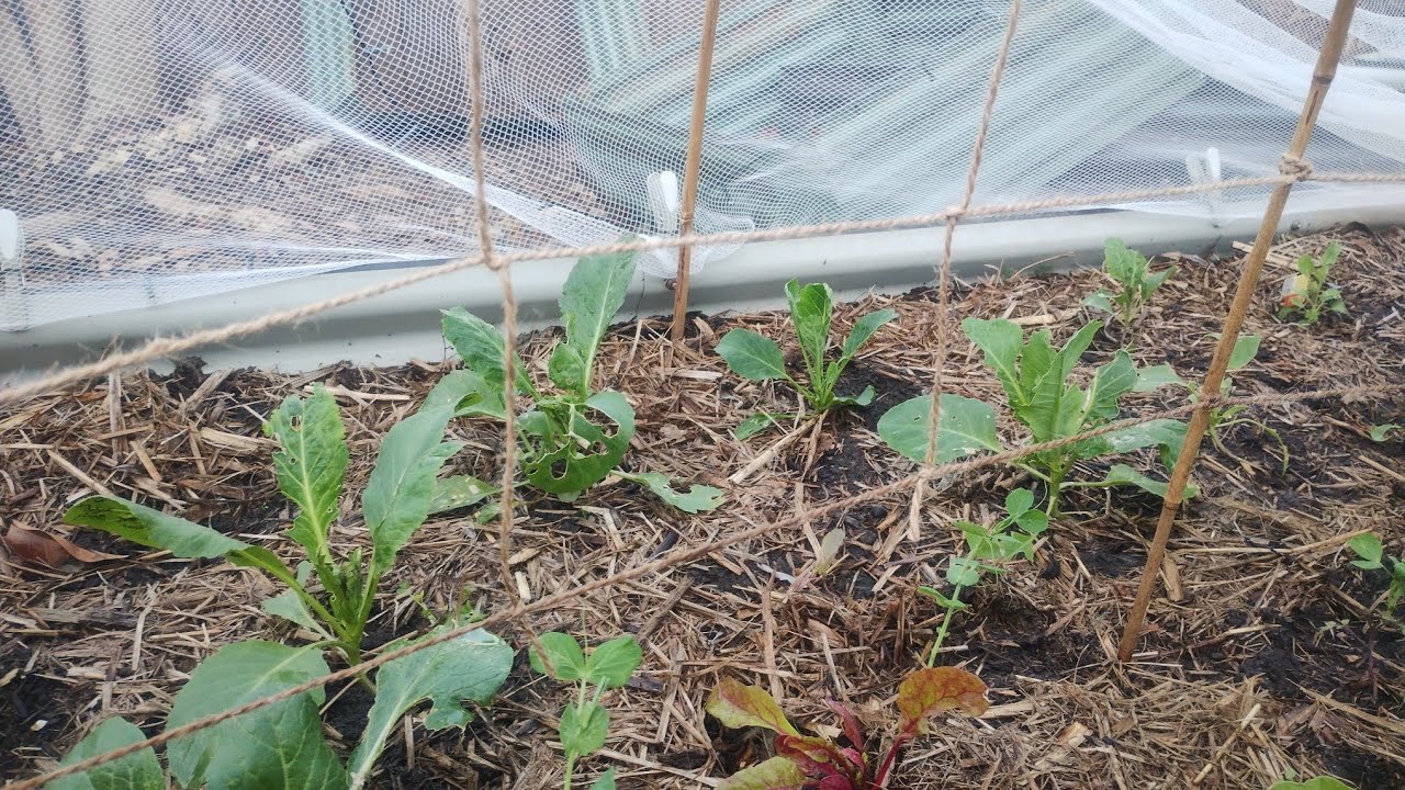 DIY Compostable String/Jute Pea Trellis, How to Knot and Adjust ...