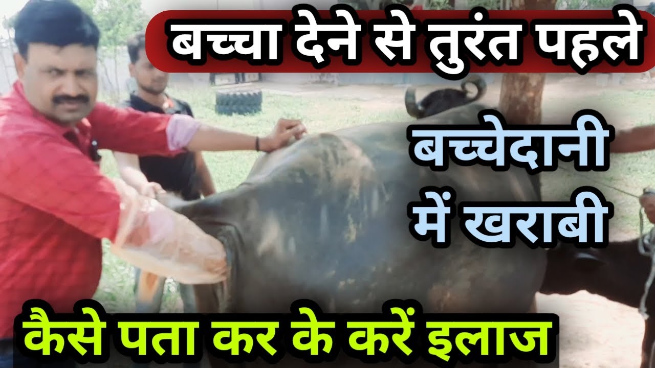 Buffalo ki Bachedani me kharabi bacha dene se pahle Ramawat - YouTube