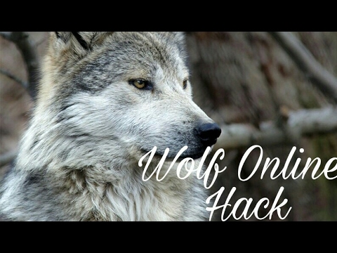 Wolf Online Hack on Grade -881 to -81 By ЗаЙкА - YouTube
