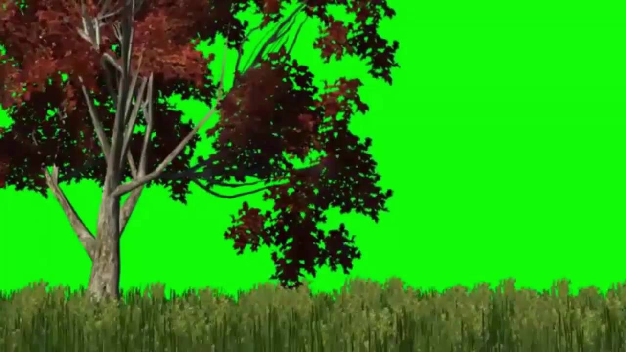 Cenário de Campo - Field Scenario [Fundo Verde - Chroma Key] - YouTube