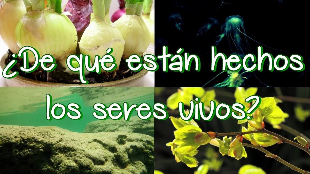 ¿De qué están hechos los seres vivos? ¿Los seres vivos están formados ...