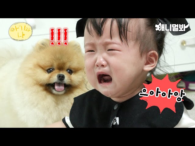 우는 아기 달래주는 강아지ㅋㅋㅋㅣDog comforting crying baby lol