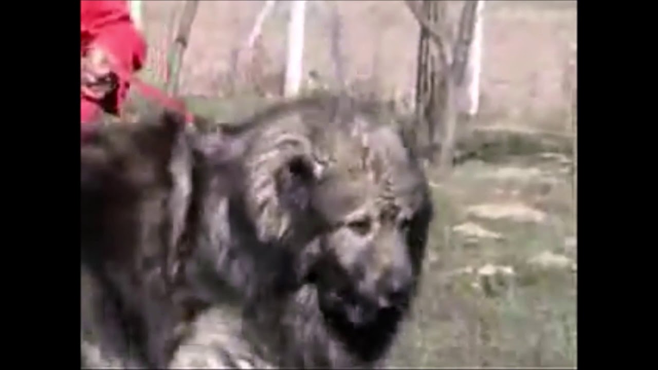 SHARRI MONSTER DOG FROM KOSOVA AND ALBANIAN - YouTube