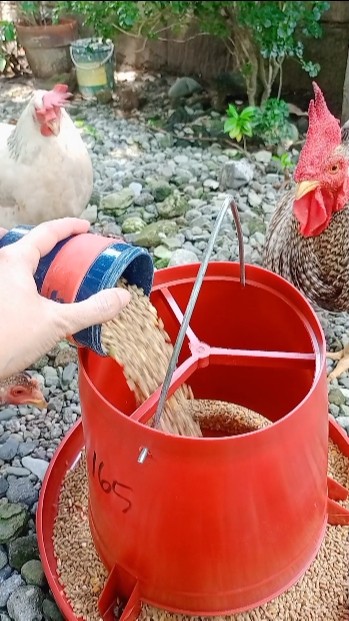 Feeder for my Native Chickens / Cheap Feeds - YouTube