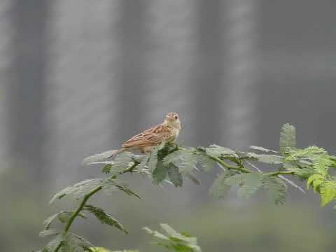 Singing Bushlark (Mirafra cantillans) - YouTube