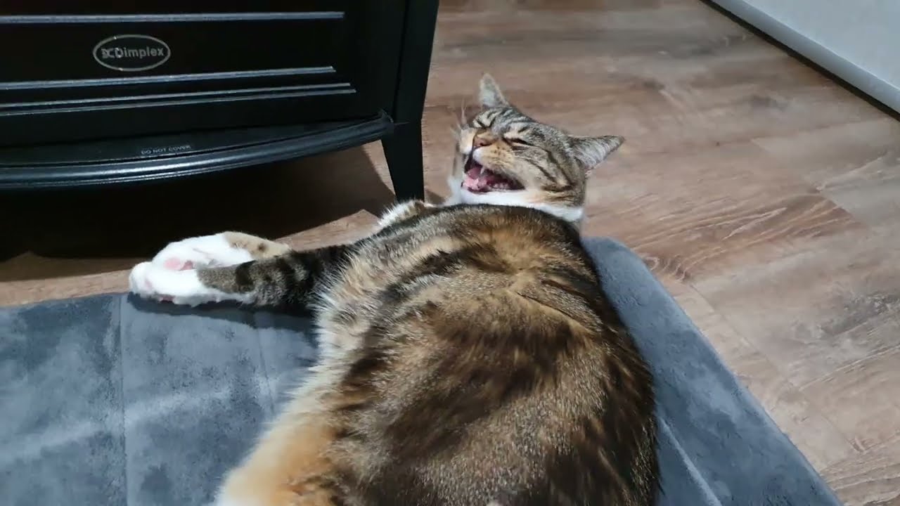 Cat Hogs The Heater - YouTube