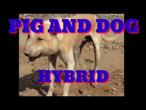 PIG AND DOG HYBRID-POG (TIKTOK) - YouTube