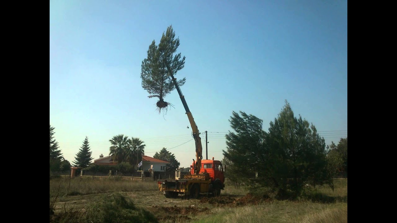 Κλαδεμα δέντρα Κοπή δέντρων Κοψιμο Δεντρων - YouTube