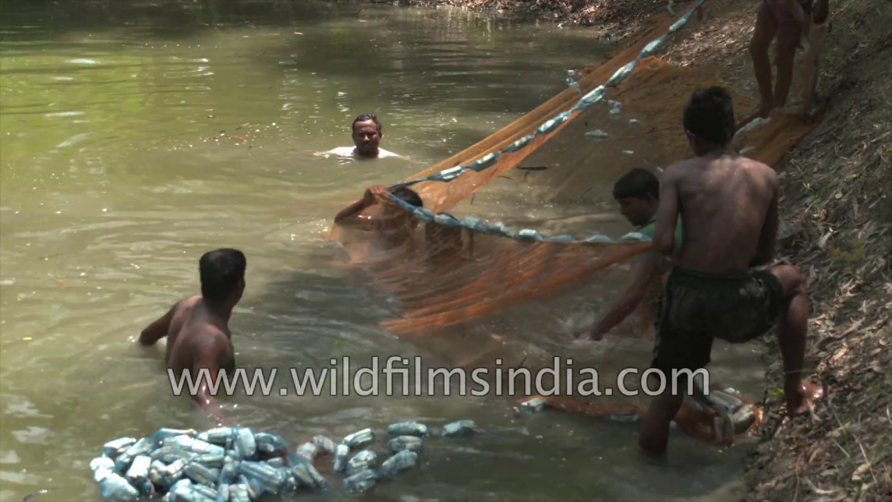 Big Carp catch in West Bengal pond, for Sunderbans village fishermen ...