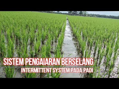 PENGAIRAN BERSELANG INTERMITTEN - YouTube