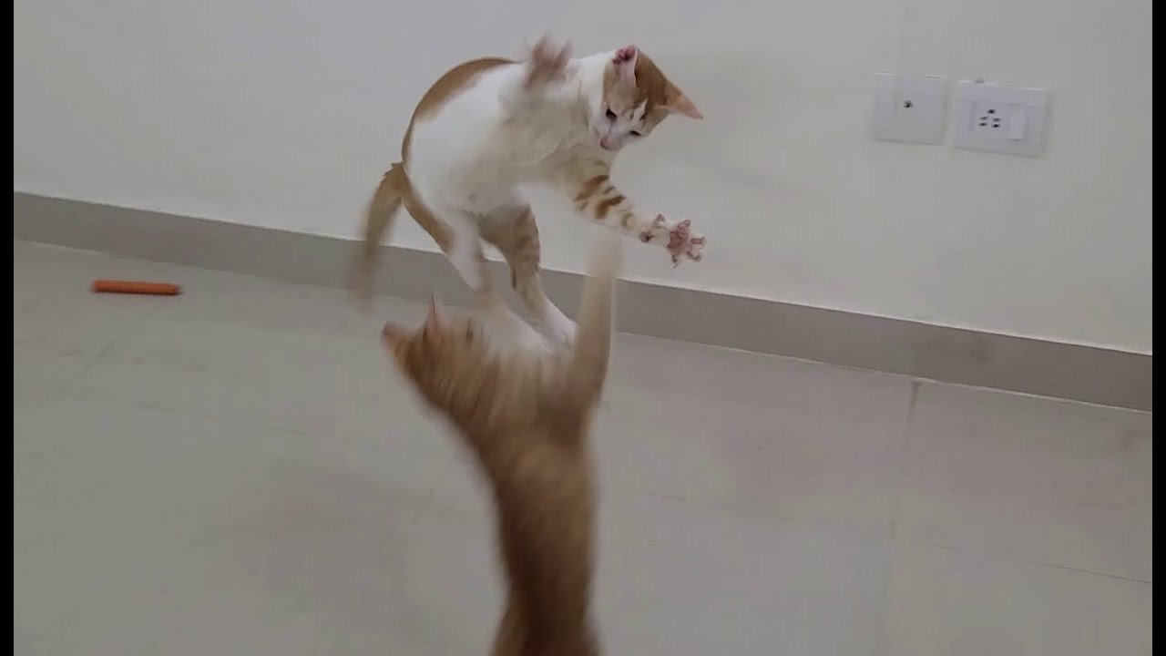 Kitten does flying kick - YouTube
