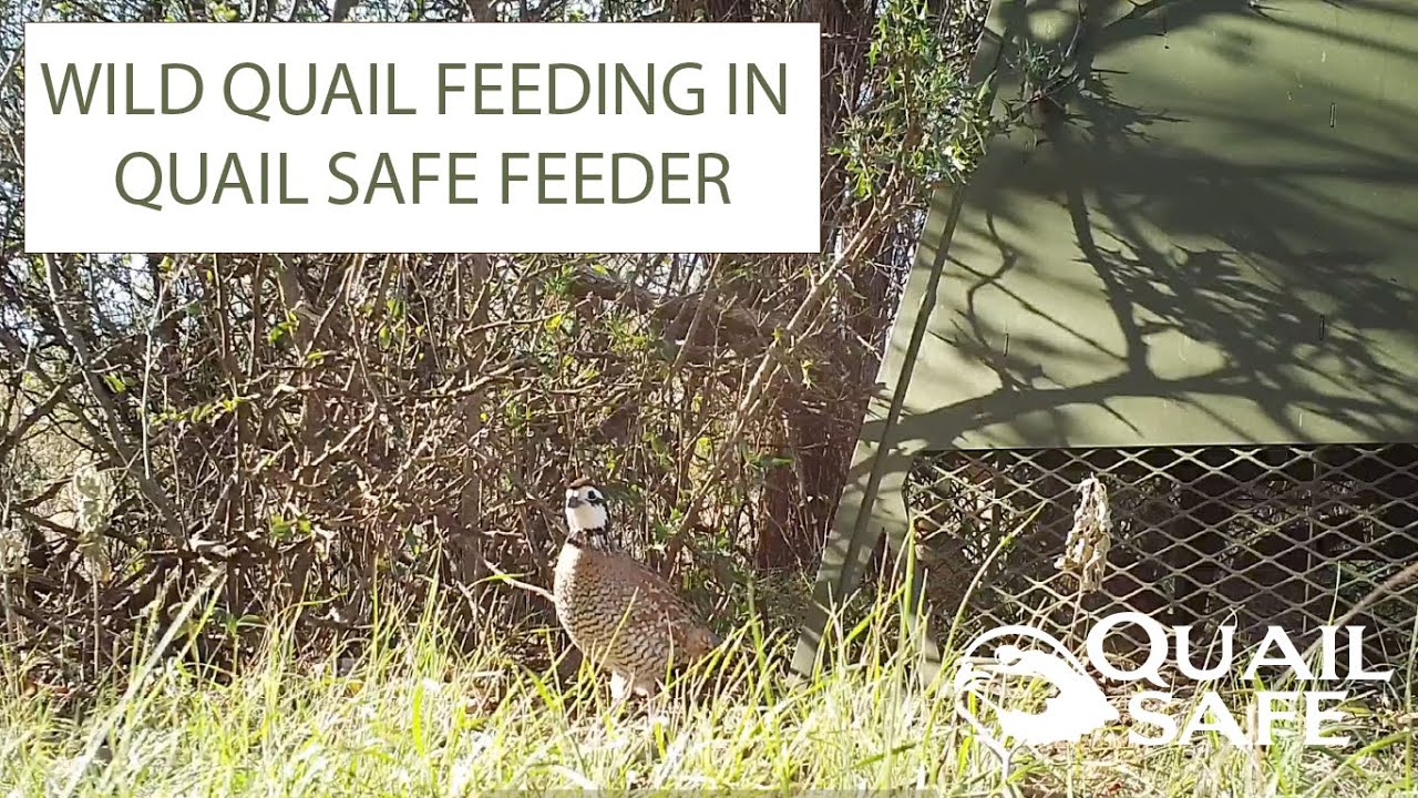 Northern Bobwhite Quail Feeding in a Quail Safe Feeder - YouTube