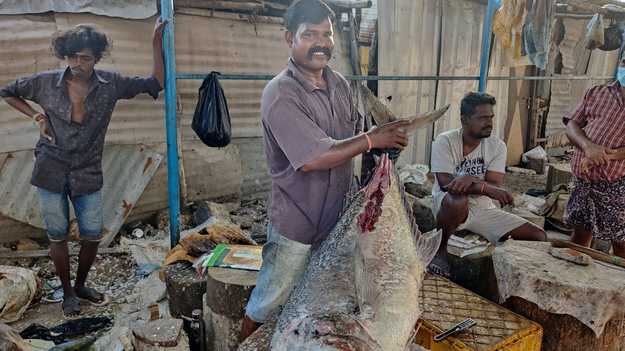 WORLD BIGGEST 50KG GIANT TREVALLY FISH CUTTING IN KASIMADU #fishcutting ...