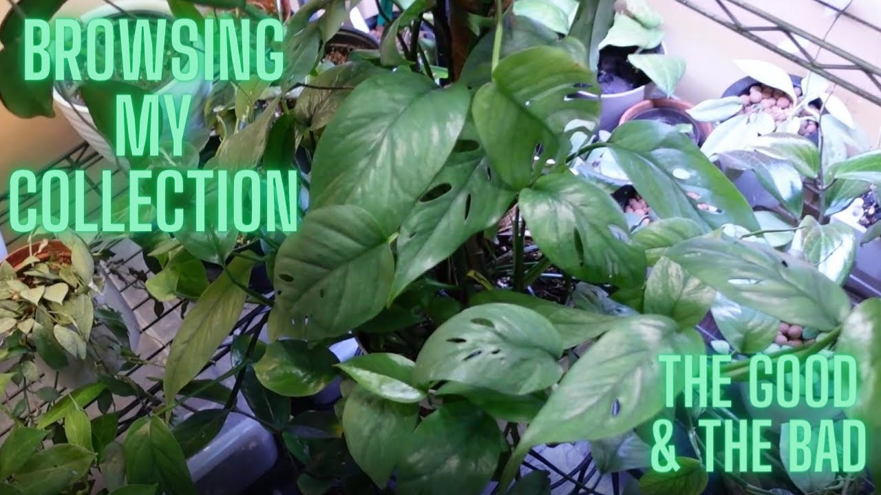 Browsing My Plant Collection | Houseplant Updates | Planty Show and ...