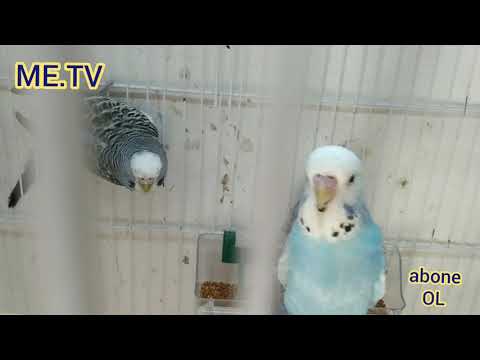 ERKƏY Quş öldü .yeni erkəy cütə atdım.yuva açılışı