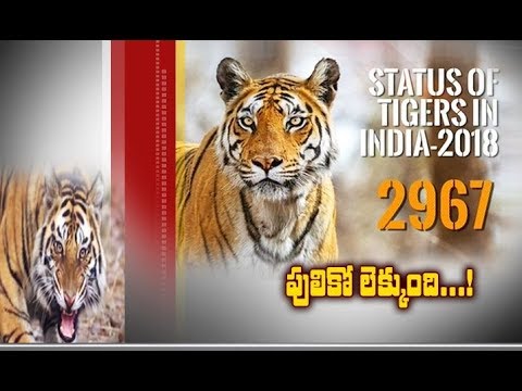 Tiger Count in India at 2,967 | Madhya Pradesh, Karntaka Records ...