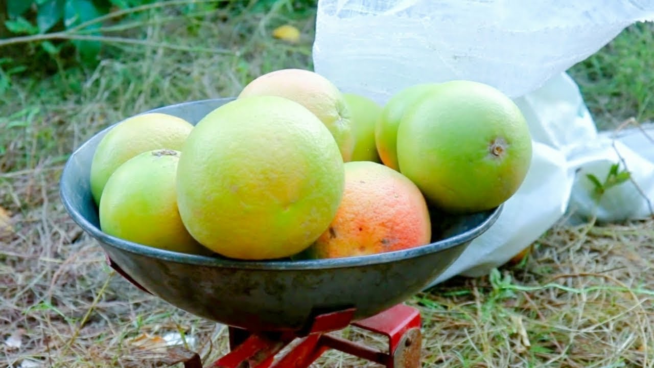 Harvesting Of Grape Fruit|Visiting Grape Fruit Orchard - YouTube