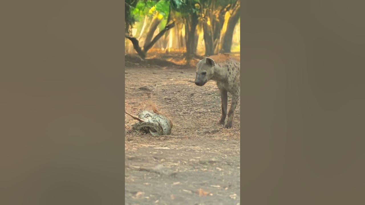Aggressive Hyena Steals Antelope Prey From Constricting Python #animals ...