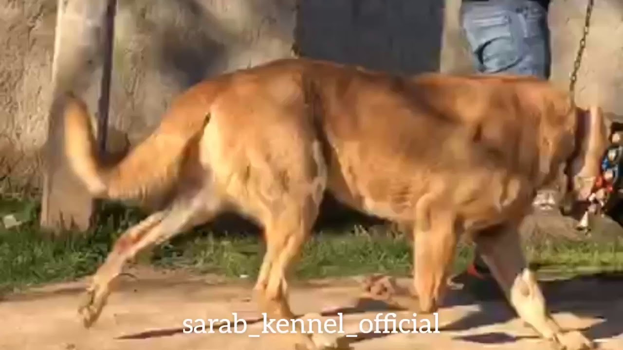 ️ Sarabi one of the oldest breeds in the world|Iranian mastiff called ...