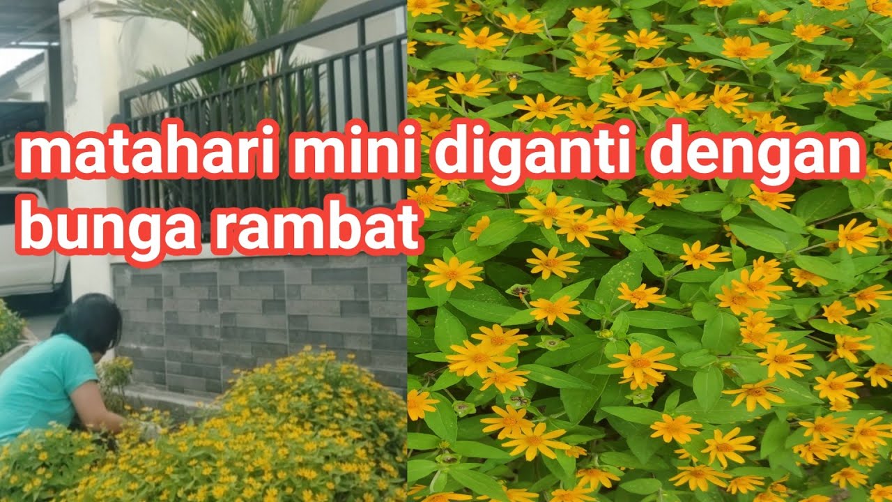 Mengganti bunga matahari mini(kolget) dengan tanaman rambat diluar ...