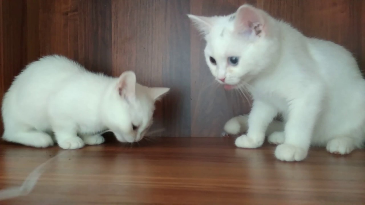 MUNCHKIN kittens white color .котята Манчкин белые с разными глазами ...