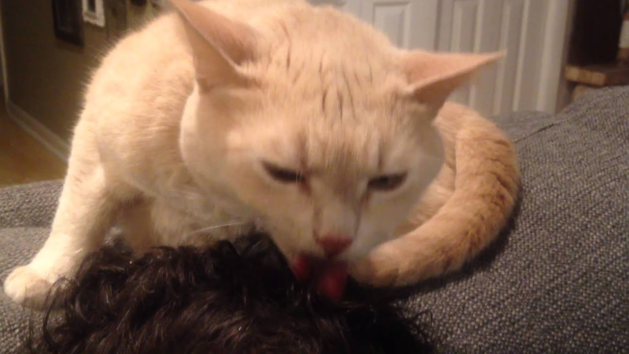 Head licking part doux - YouTube