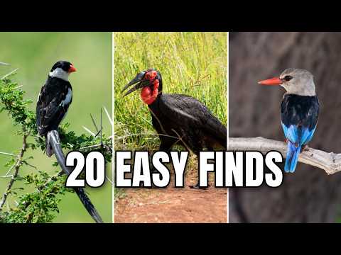 Are These the Most Common Birds of Tanzania? | 4K Video