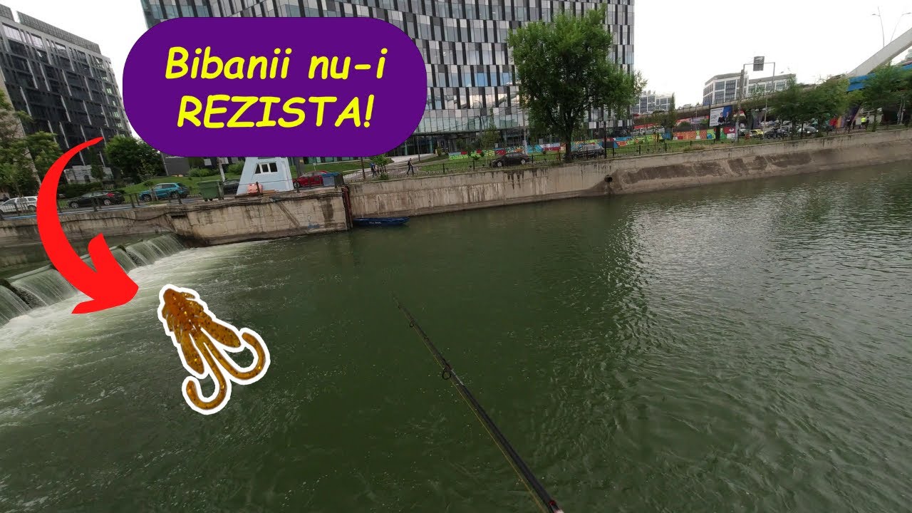 Am pescuit BIBANI pe DAMBOVITA in Bucuresti 2021 - YouTube