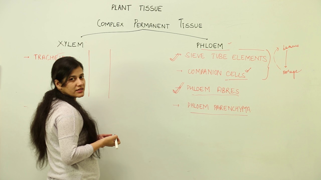 CBSE CLASS 11 BIO | UNIT 2 | PLANT TISSUE | complex permanent tissue l ...