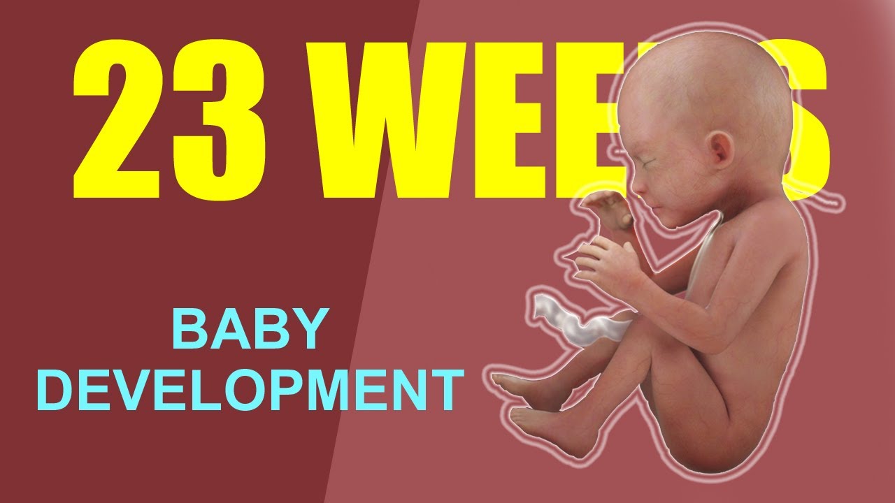 23 Weeks Pregnant Baby Development – Baby Size Movement and Common ...