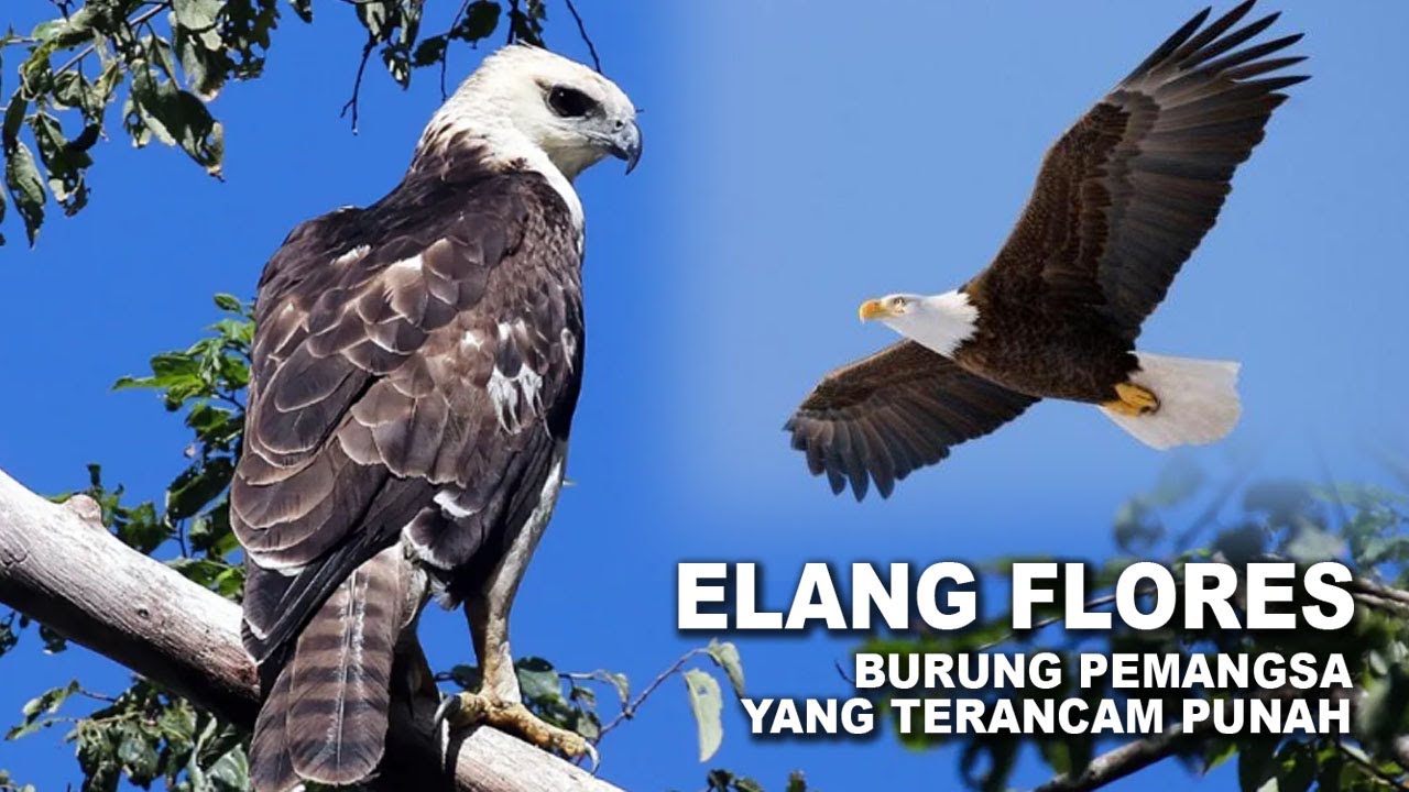 Elang Flores, Burung pemangsa yang terancam Punah - YouTube