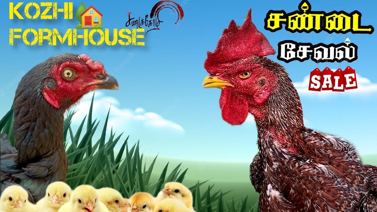 Sandai Seval | Kozhi Form House |சண்டை சேவல்|Breeding tips| Rooster ...
