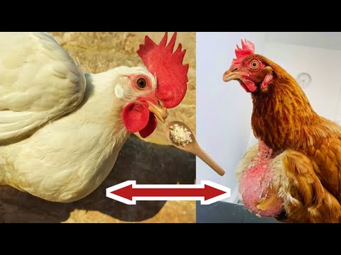 Crop impaction in Chickens : Causes, Treatment and Prevention | Dr ...