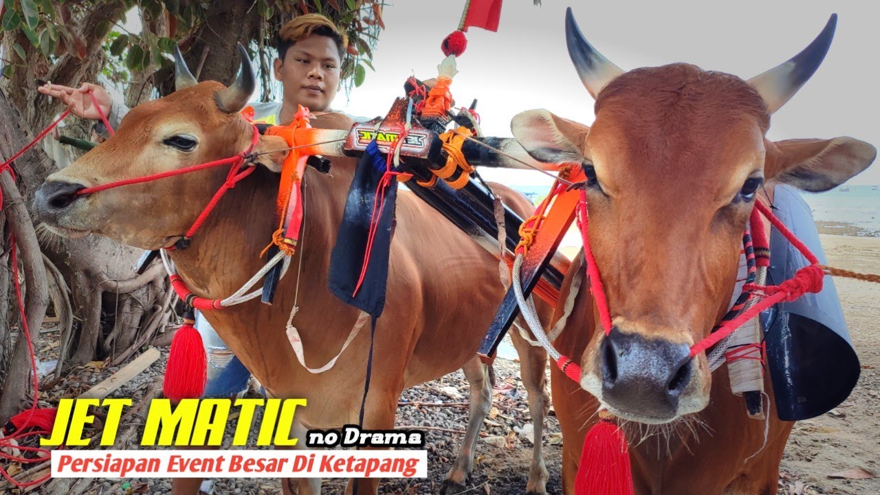 Info scond hari ini sapi Jet Matic dan 2 team besar di pelepasan ke 2 ...