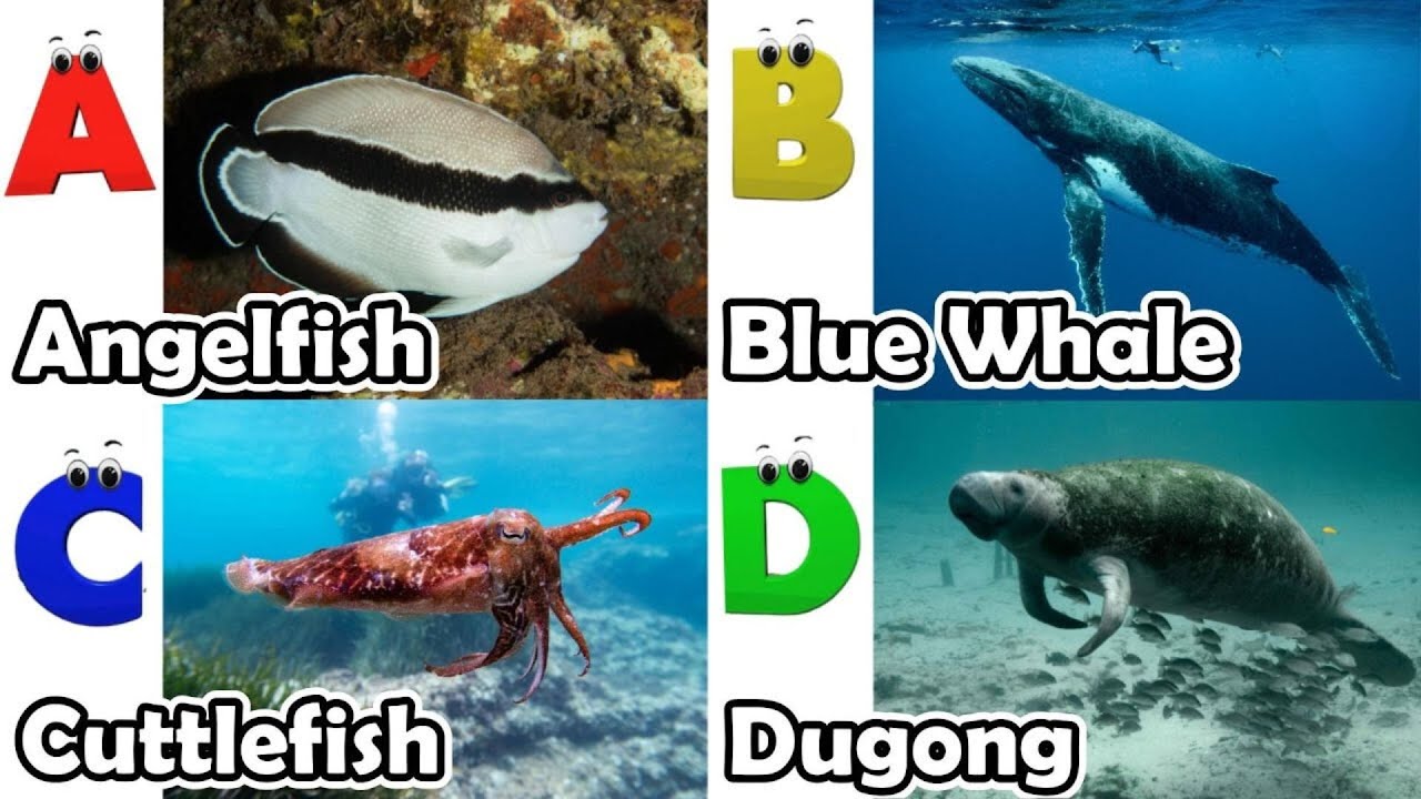 ABC Sea Animals song | Alphabets Kids song | Learn Alphabets, English ...