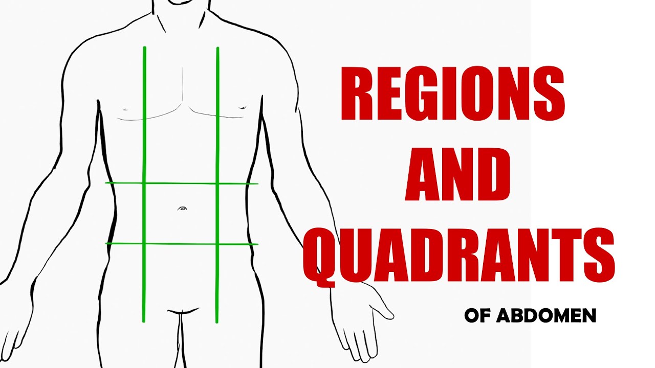Planes, Regions and Quadrants of Abdomen - Anatomy Tutorial - YouTube