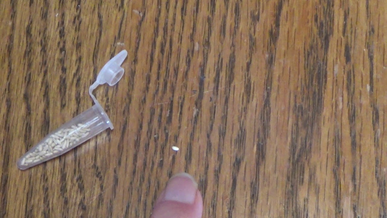 What Are Pelleted Seeds, Pelleted Seeds Planting Tips - YouTube